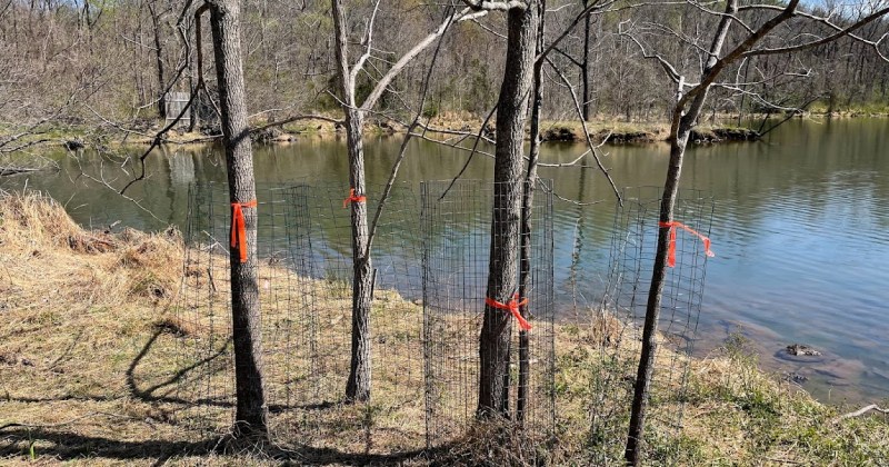 Tree Protection How To Protect Trees From Beaver Chewing
